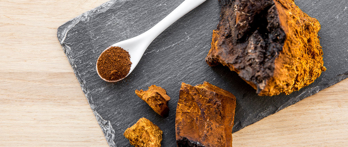 Using Chaga Mushroom for Dogs: Our Guide to Benefits - Natures Rise
