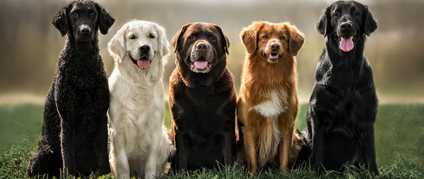 7 Scientifically-Proven Benefits of Lion's Mane for Dogs - Natures Rise